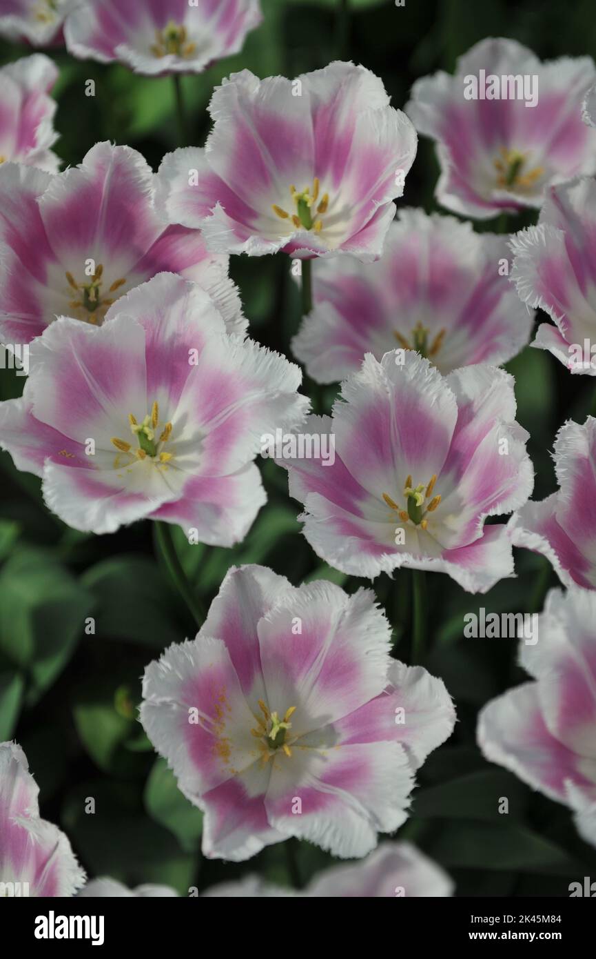 White and pink fringed tulips (Tulipa) Siesta bloom in a garden in ...