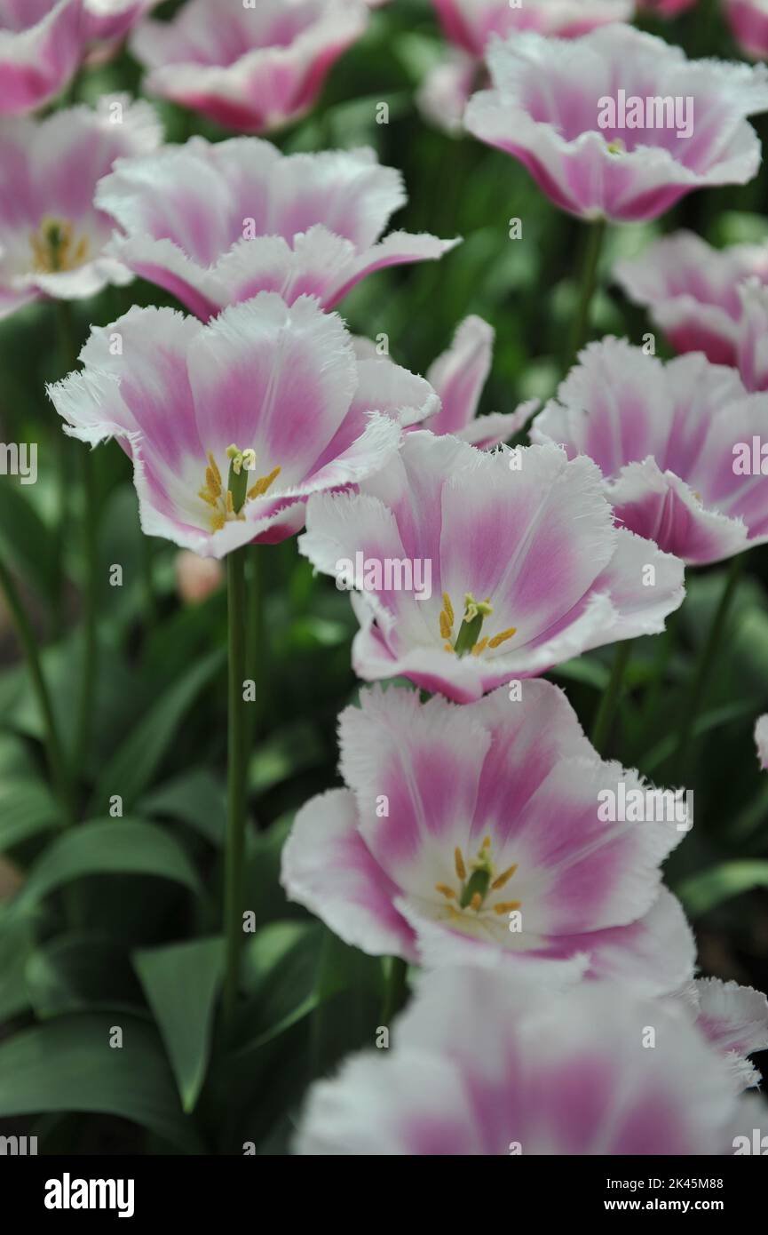 White and pink fringed tulips (Tulipa) Siesta bloom in a garden in ...