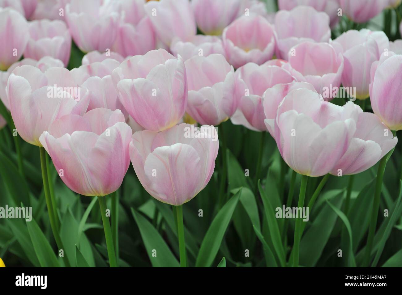 Light pink Triumph tulips (Tulipa) Signum bloom in a garden in April ...