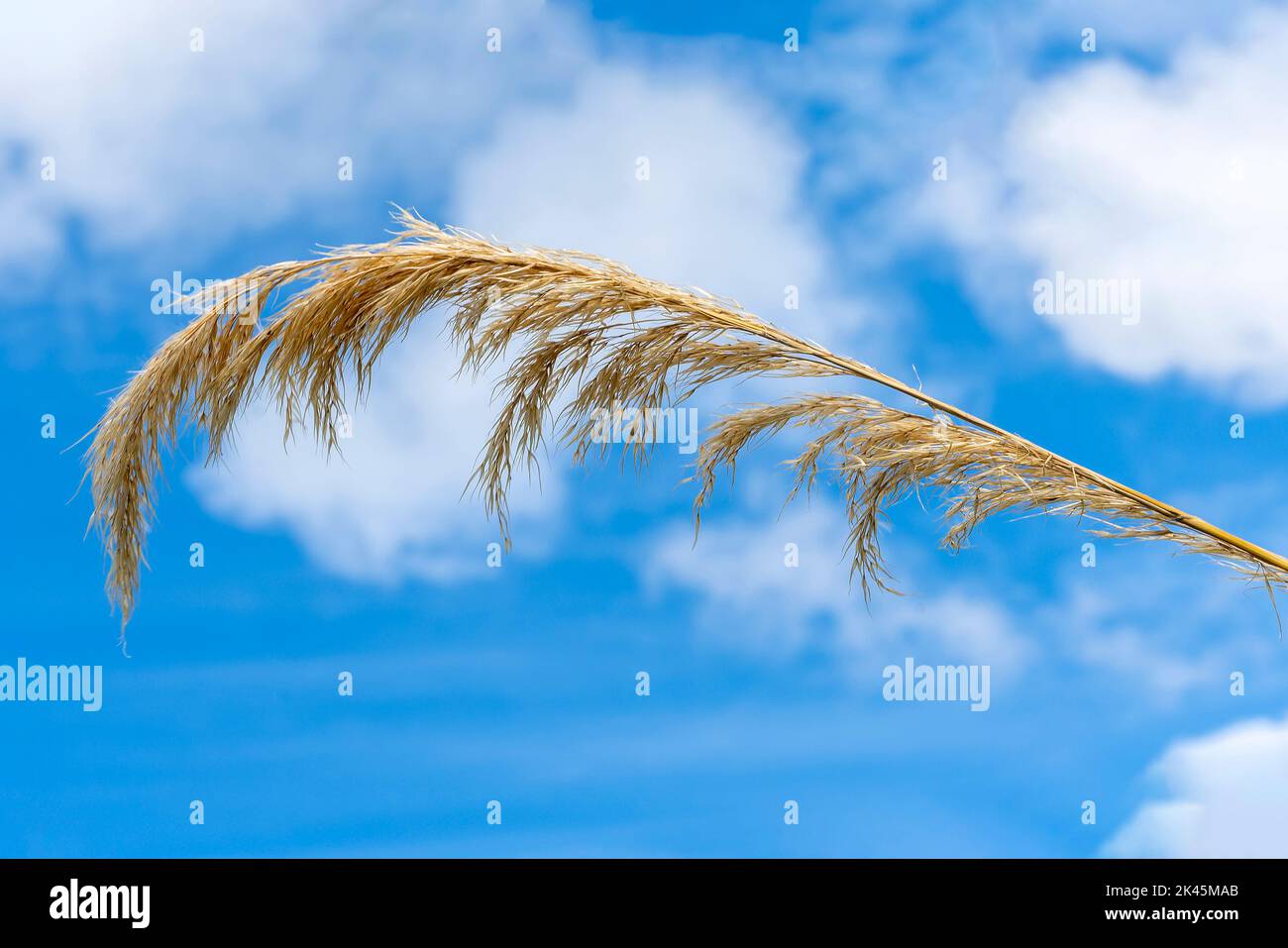 Austroderia richardii an evergreen ornamental grass plant commonly ...