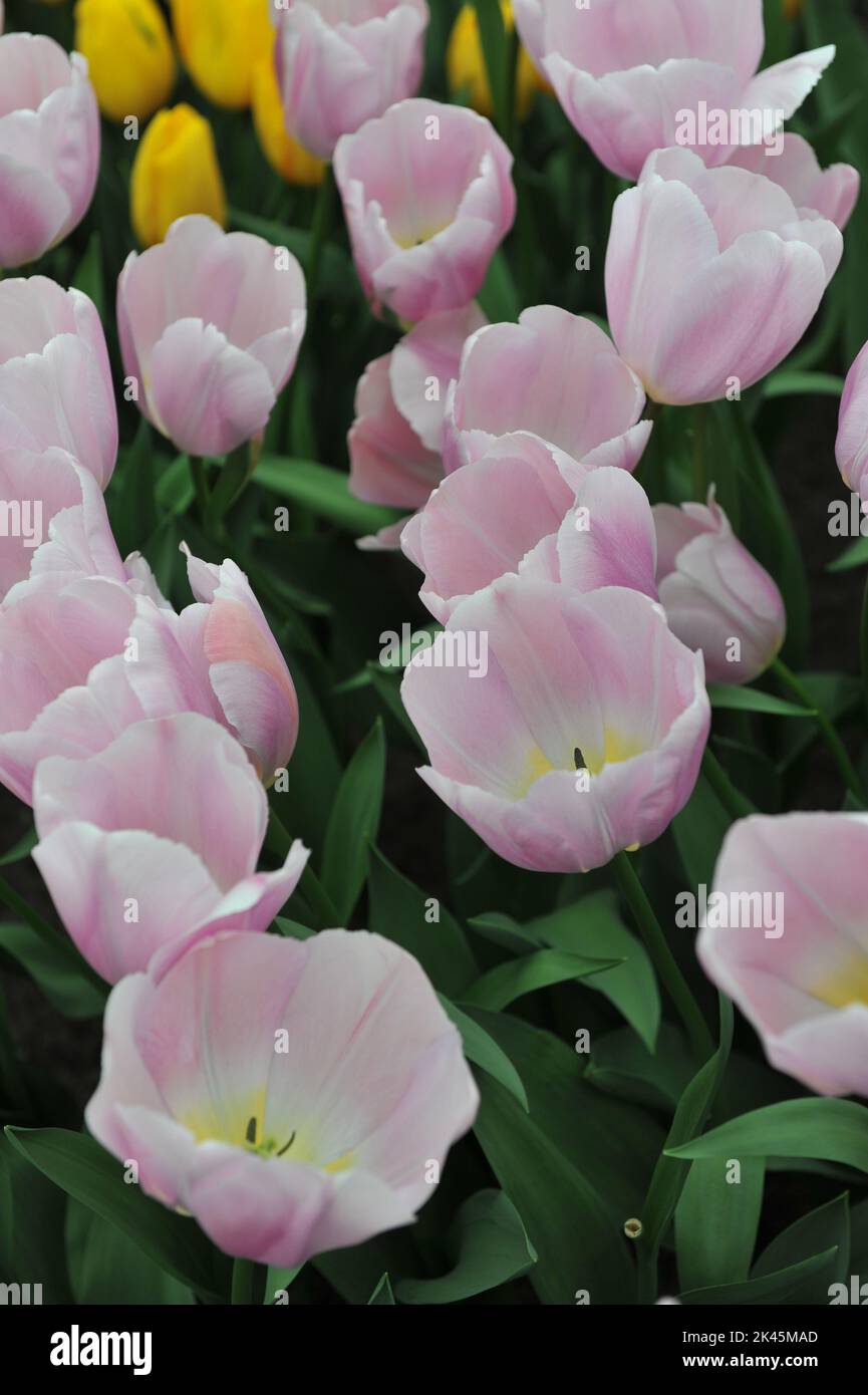 Light pink Triumph tulips (Tulipa) Signum bloom in a garden in April ...