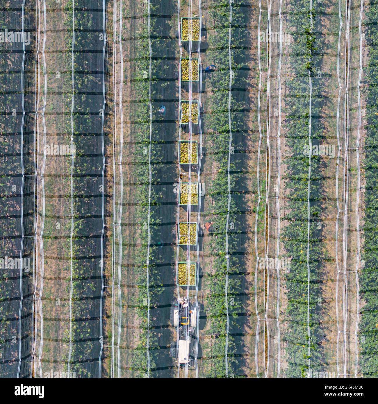 Workers picking pears in the field from crates attached to a towing ...
