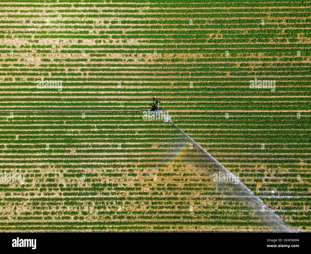 Aerial view by a drone of a field being irrigated by powerful ...