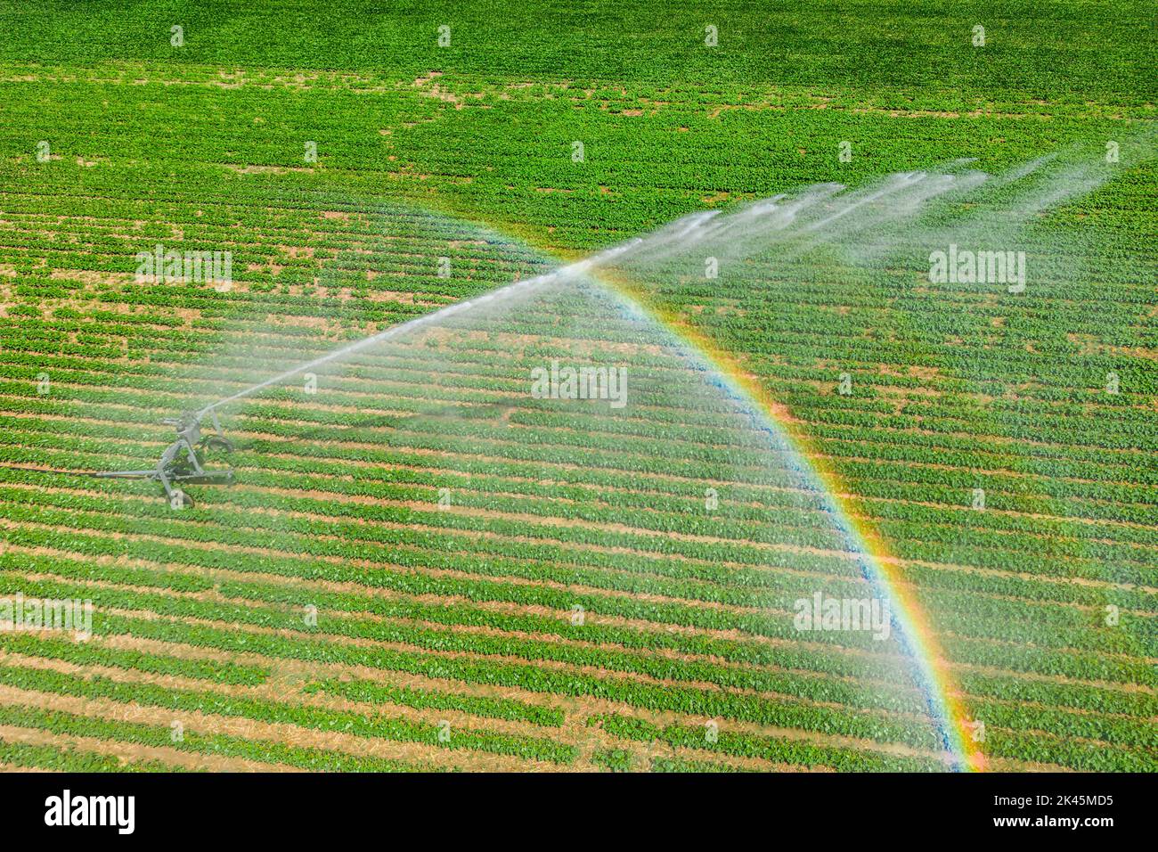 Aerial view by a drone of a field being irrigated by powerful ...