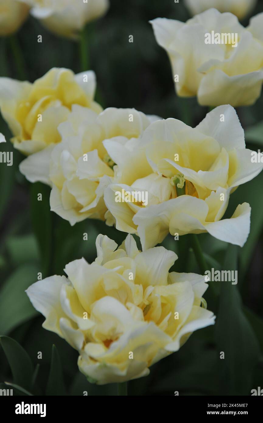 Light yellow peony-flowered Double Early tulips (Tulipa) Silk Road ...