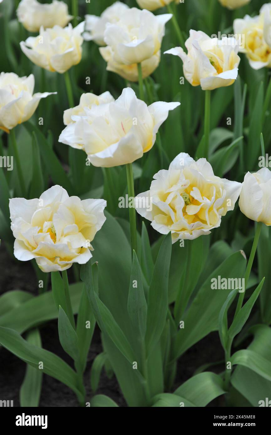 Light yellow peony-flowered Double Early tulips (Tulipa) Silk Road ...