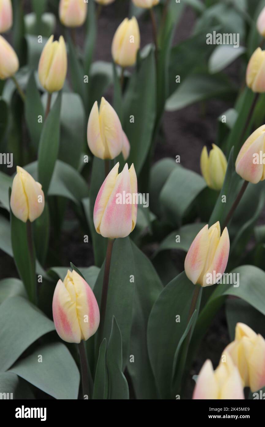 Yellow with pink blush Triumph tulips (Tulipa) Silk Surprise bloom in a ...