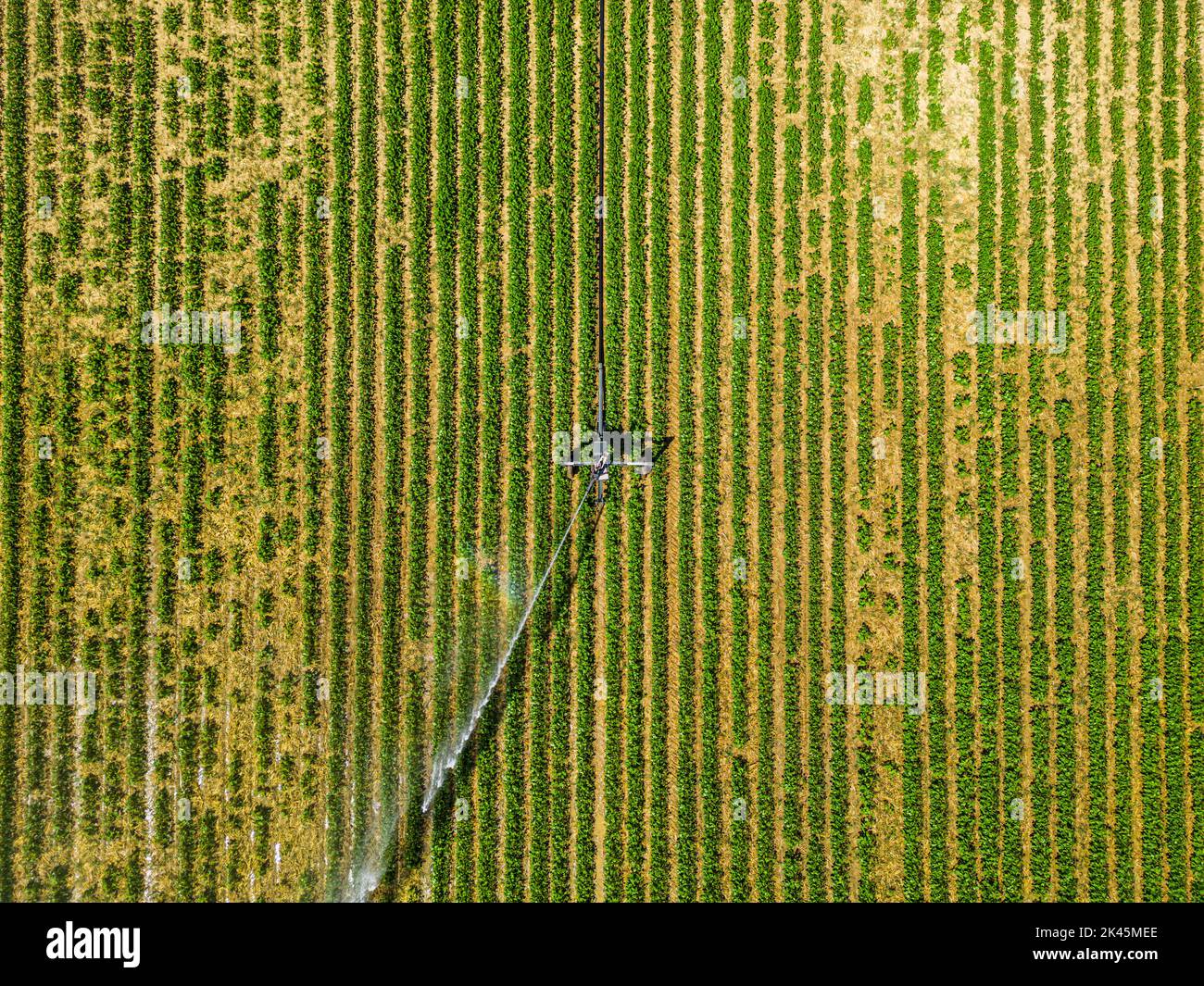 Aerial view by a drone of a field being irrigated by powerful ...