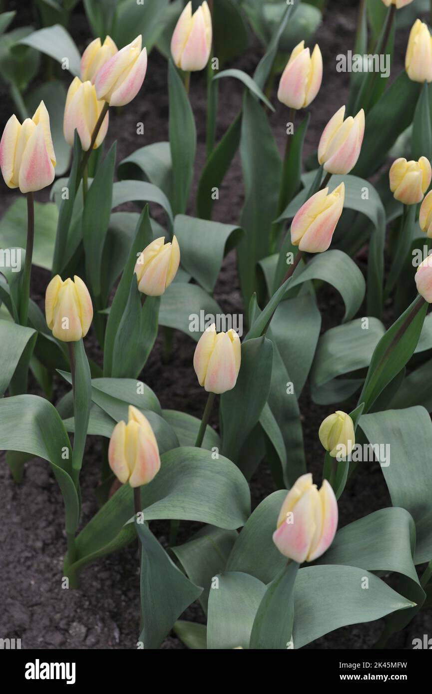 Yellow with pink blush Triumph tulips (Tulipa) Silk Surprise bloom in a ...