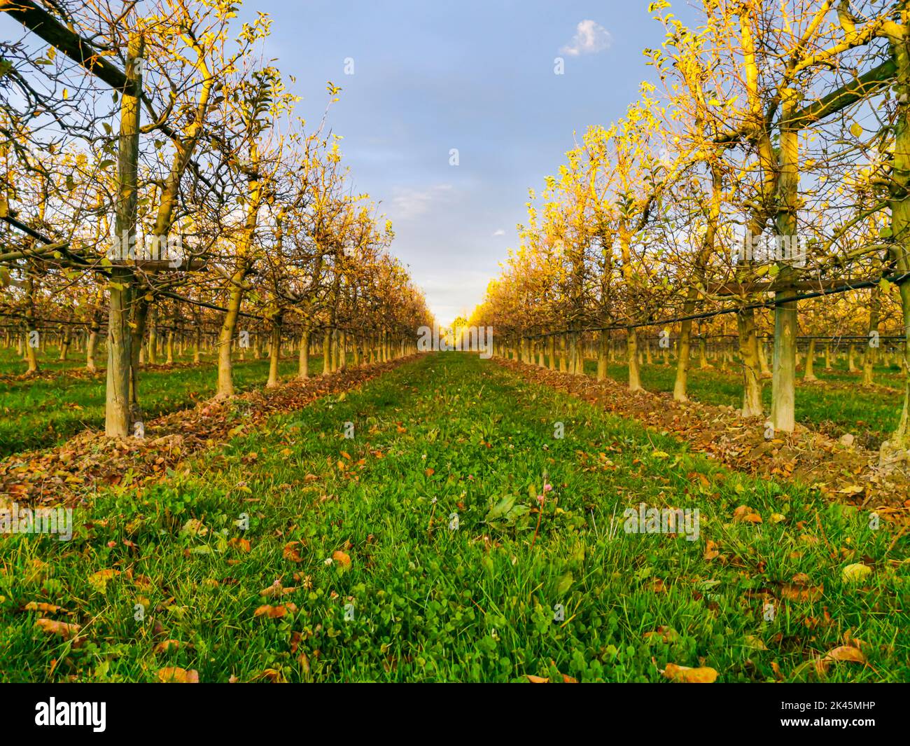 Apple tree fields in the rays of the setting sun Stock Photo - Alamy