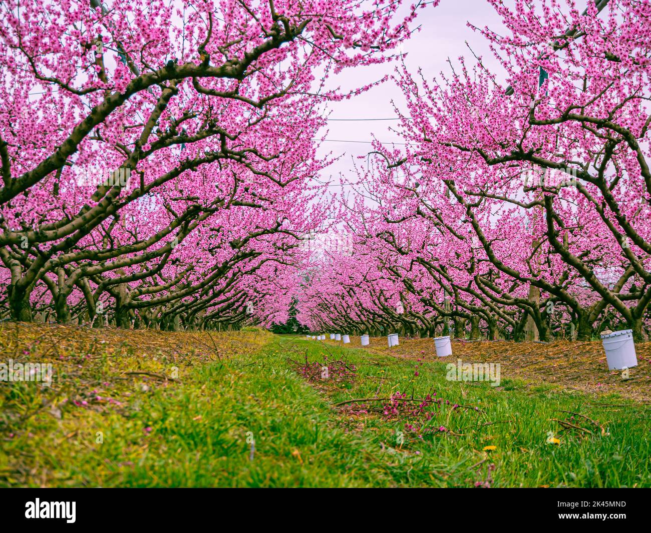 Blooming peach trees in the orchard Stock Photo - Alamy