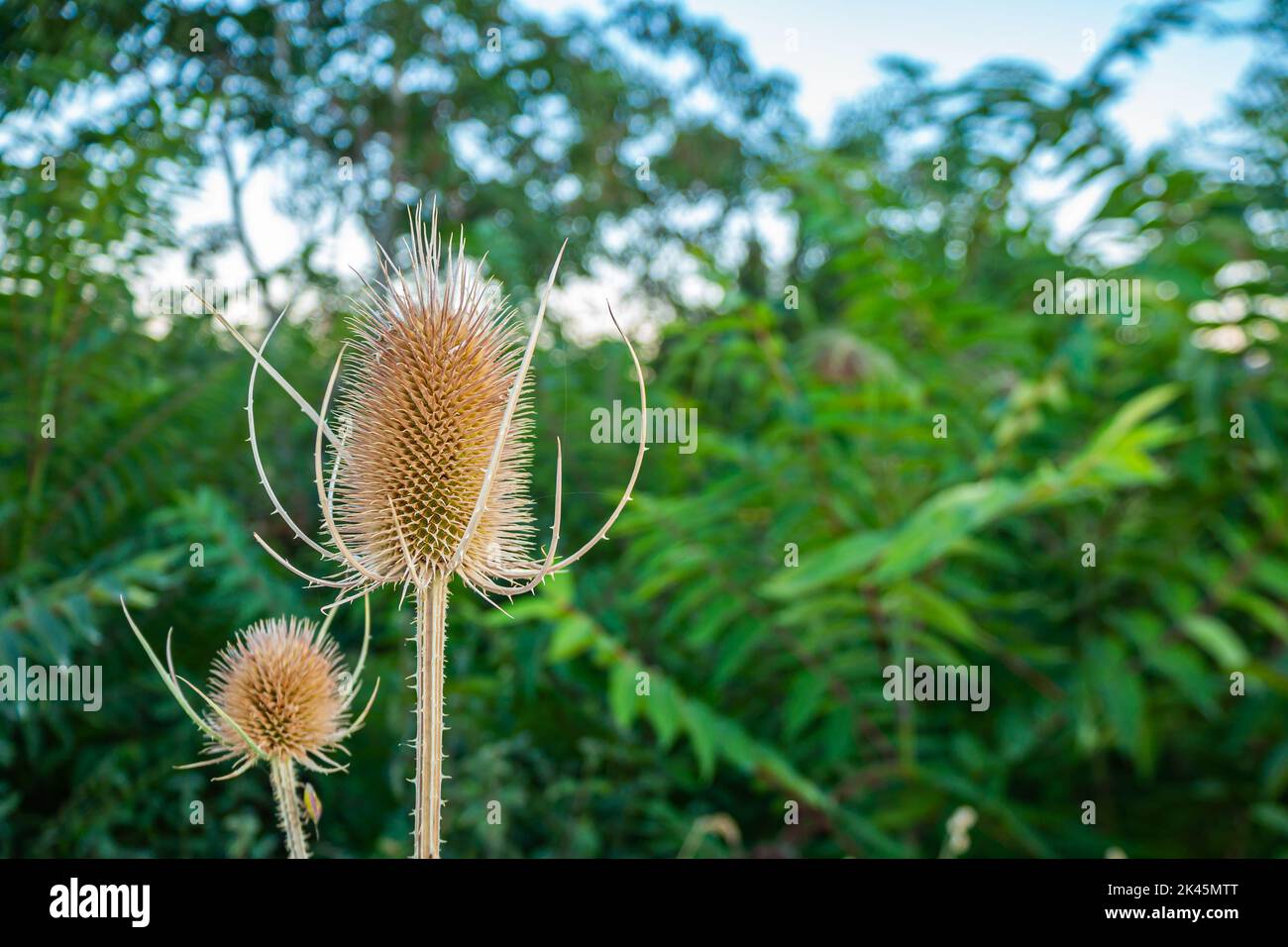 Dipsacus fullonum - is a species of flowering plant known by the common ...