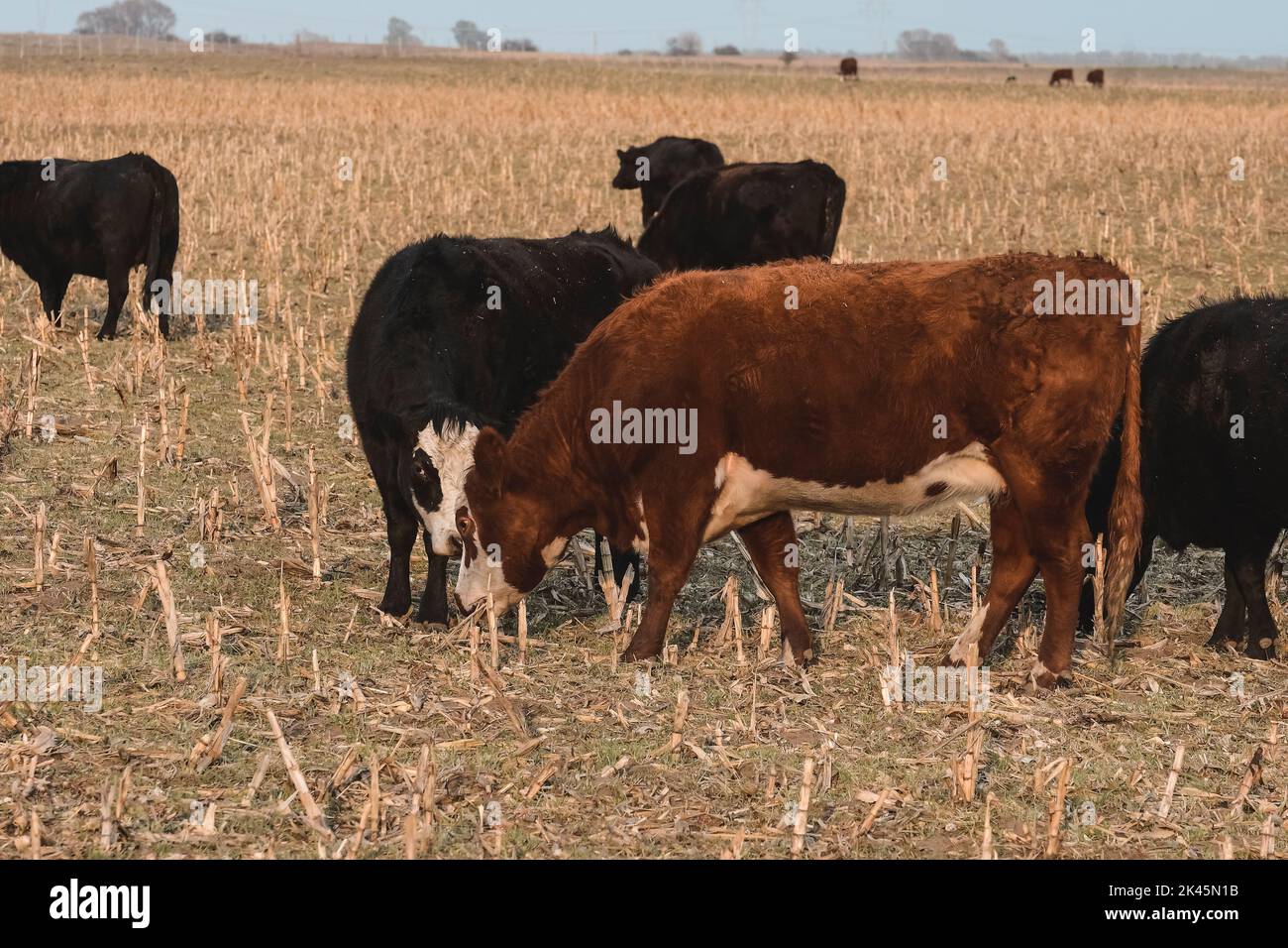 Cows raised with natural pastures, meat production in the Argentine ...