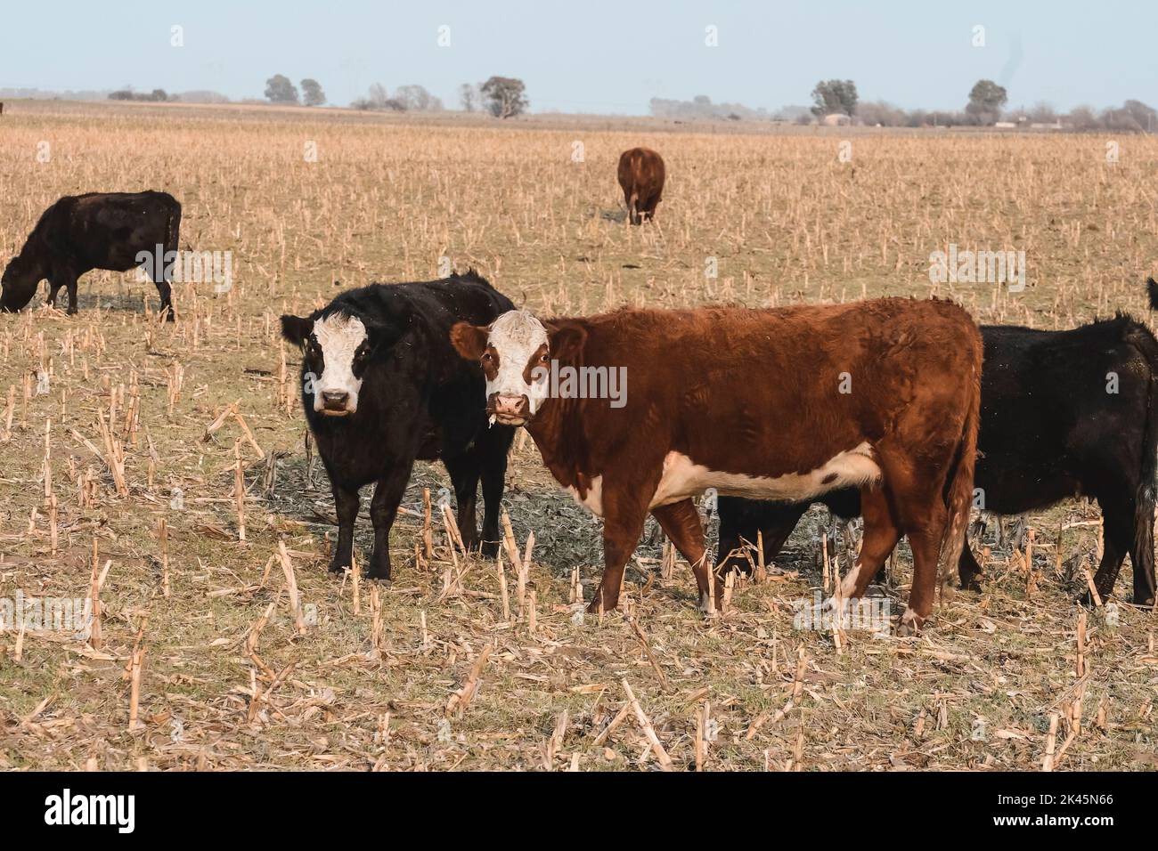 Cows raised with natural pastures, meat production in the Argentine ...