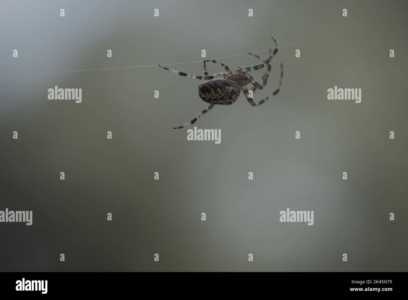 Cross spider crawling on a spider thread. Blurred background. A useful ...