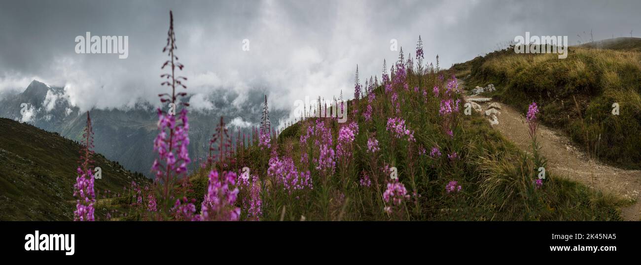 The Alps, a path on the hillside with flowering plants, view of the ...