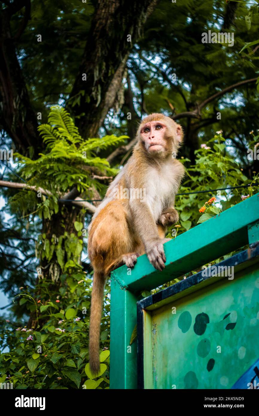 An injured Indian monkey. Monkey caught in a live electrical wire and ...