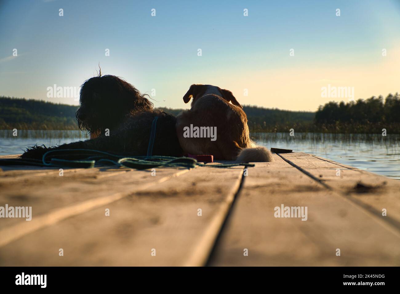 Dog lovers lying on a jetty and looking at the lake in Sweden ...