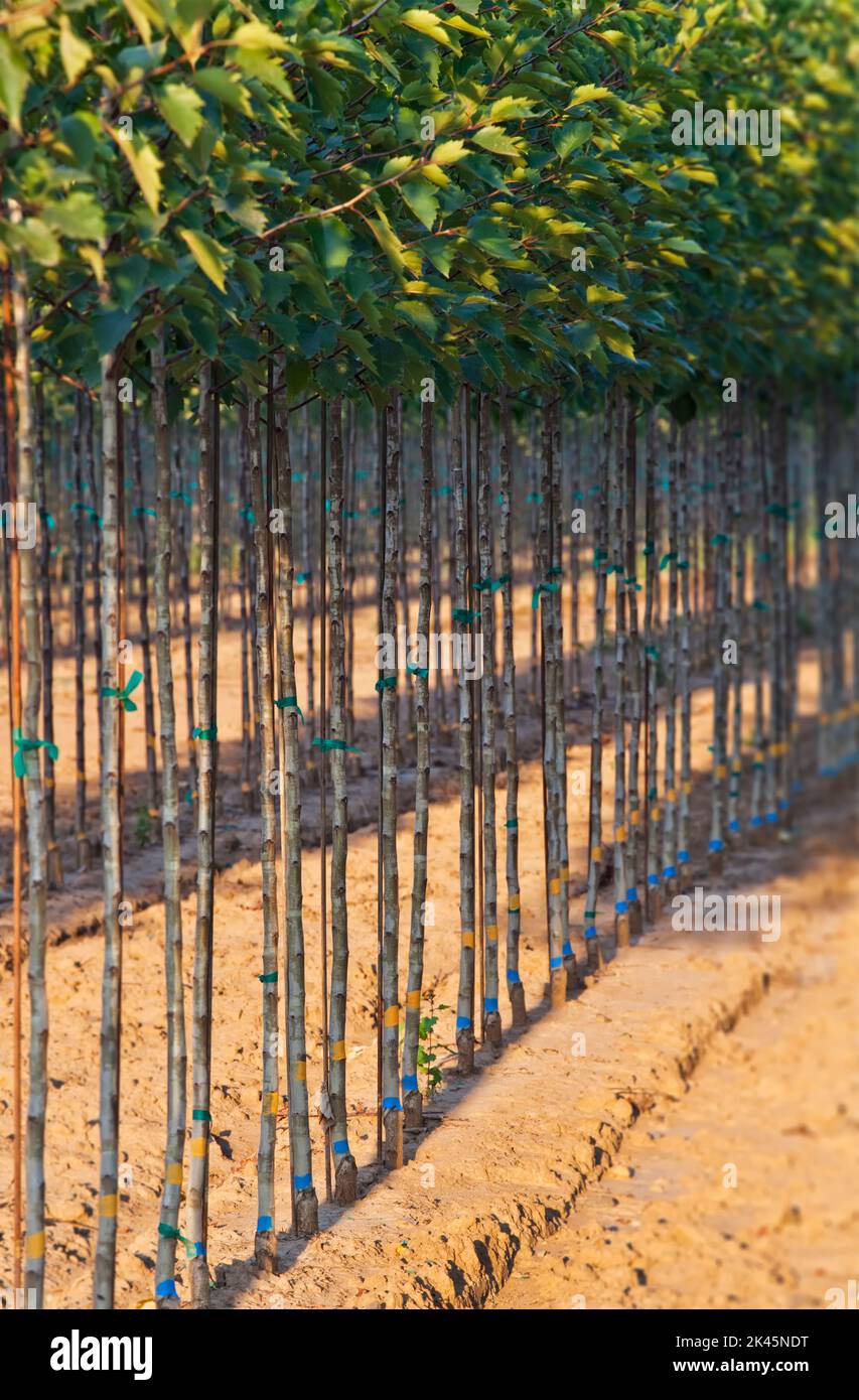 A tree nursery, rows of young sapling trees being grown Stock Photo - Alamy