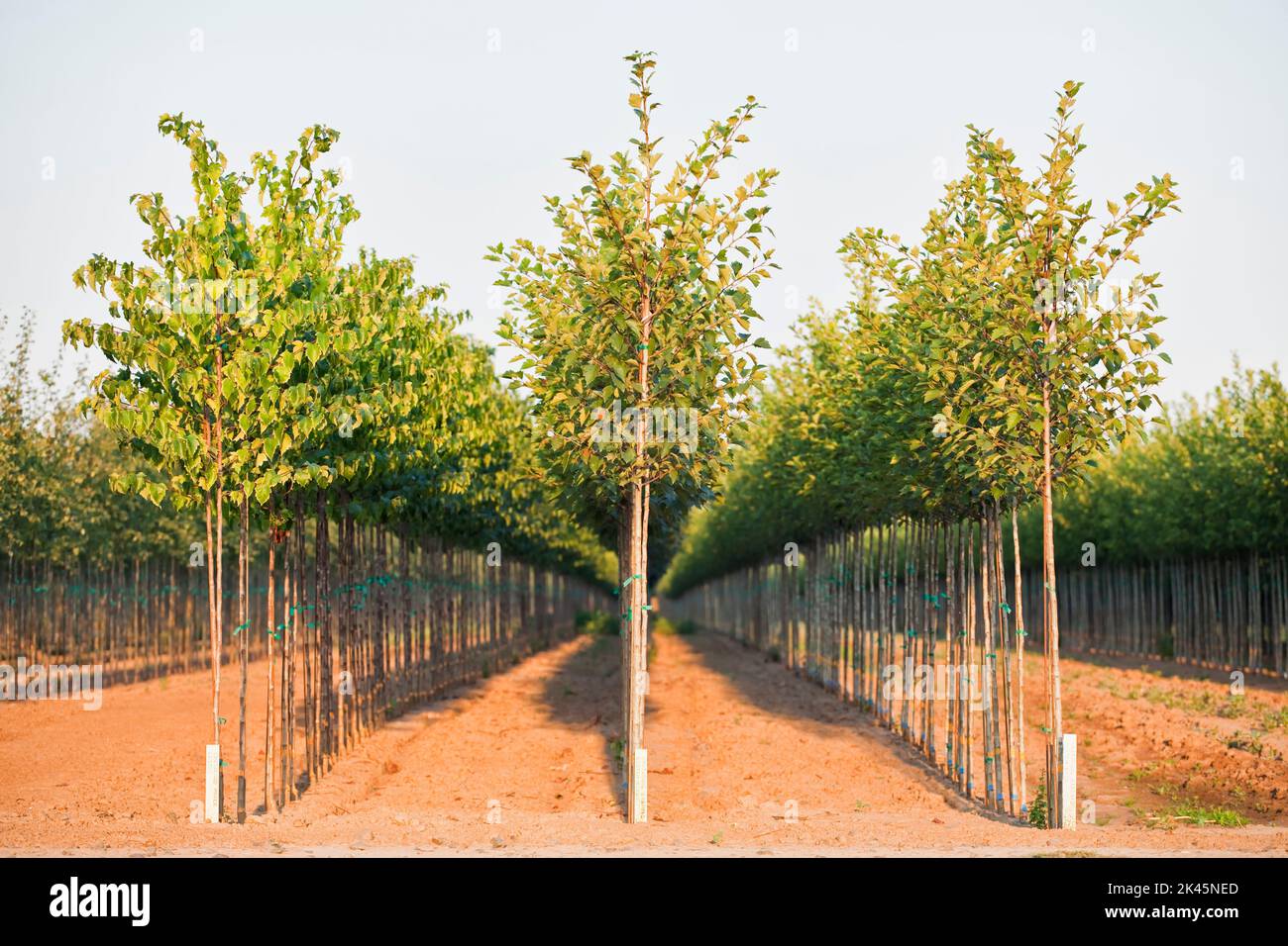 Tree nursery rows hi-res stock photography and images - Alamy