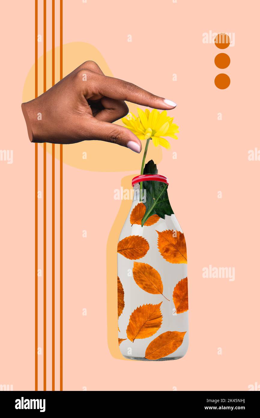 Banner image collage of flower pot with yellow daisy growing change ...