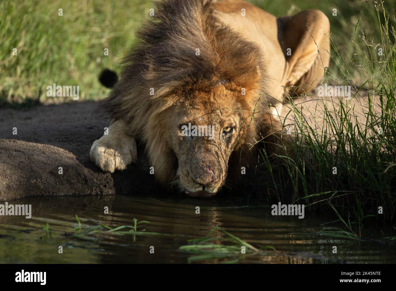 A male lion, Panthera leo, drinks water from a dam while looking up ...