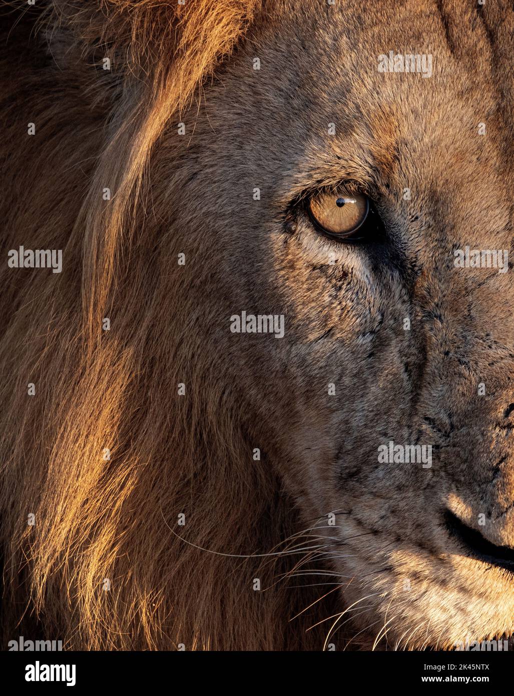 An upclose portrait of a male lion's face, Panthera leo Stock Photo - Alamy