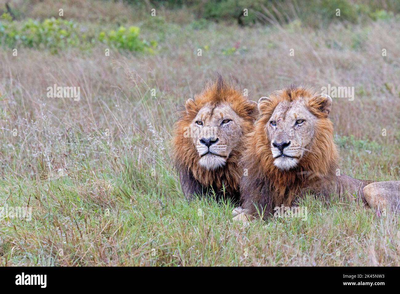 Two male lions, Panthera leo, lie together in long grass Stock Photo ...