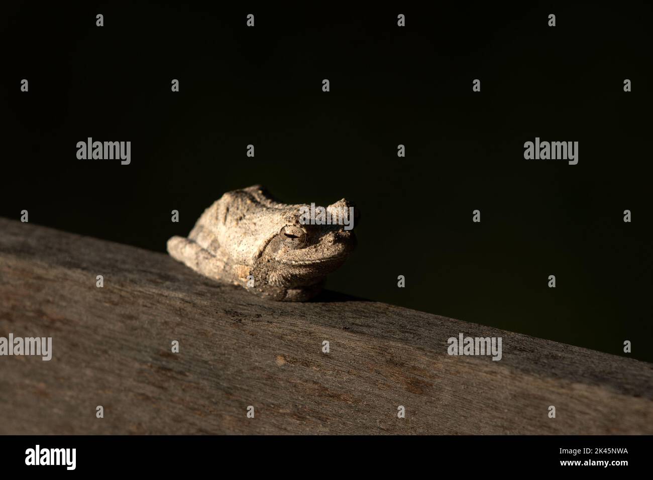 A Grey Tree frog, Chiromantis xerampelina, lies down on a piece of wood ...
