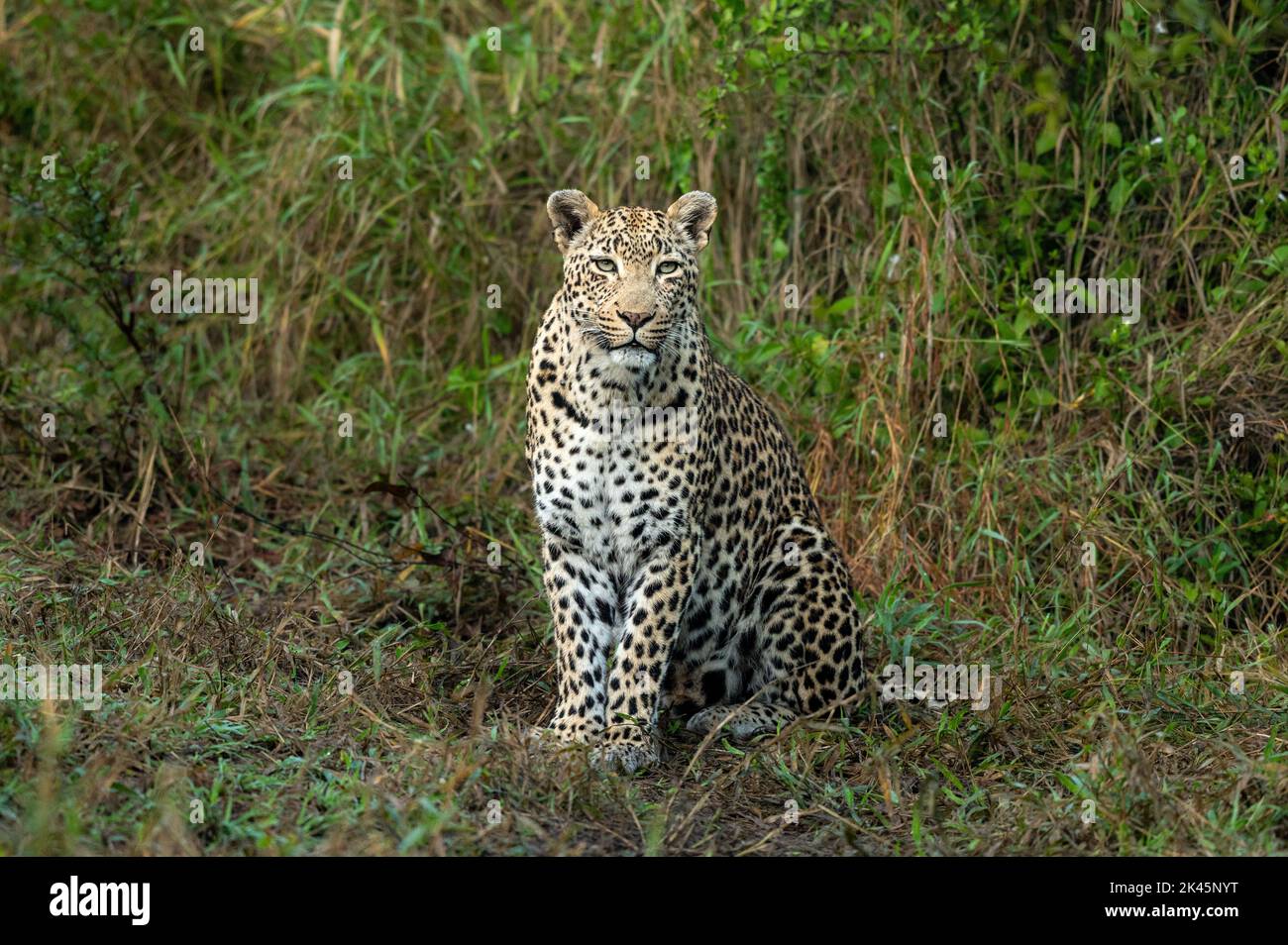 A female leopard, Panthera pardus, sitting in grass, direct gaze Stock ...