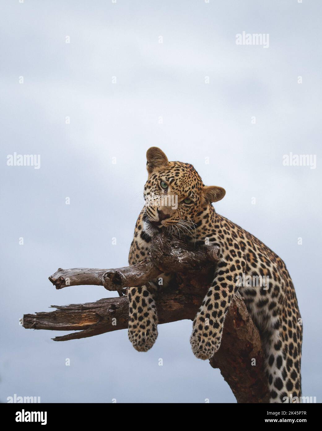 A leopard, Panthera pardus, lies down on a dead tree and chews on the ...