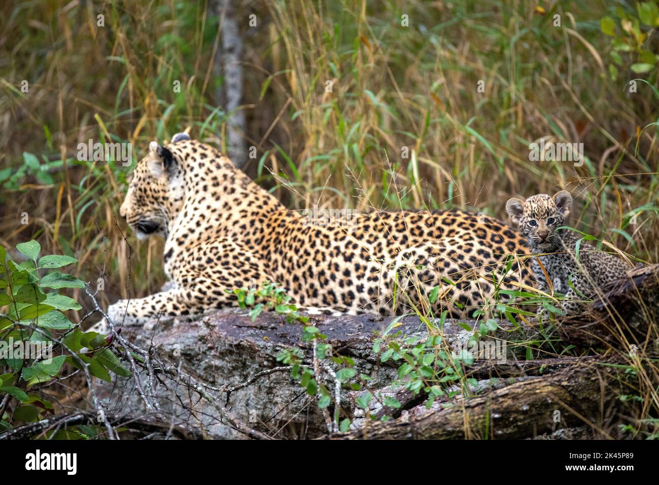 A leopard and her cub, Panthera pardus, lie together on a log, direct ...