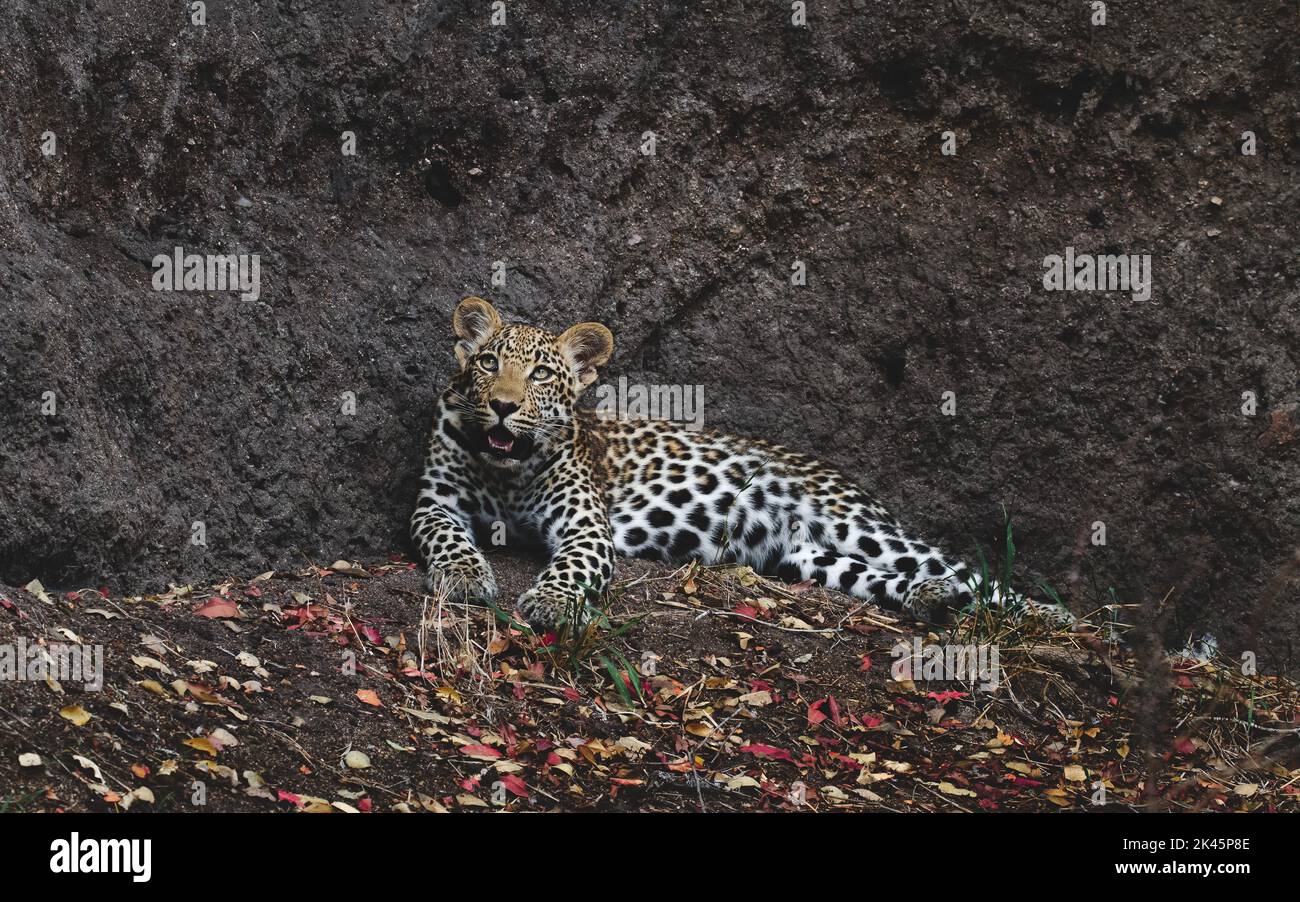 A leopard, Panthera pardus, lies down on the ground and looks up ...