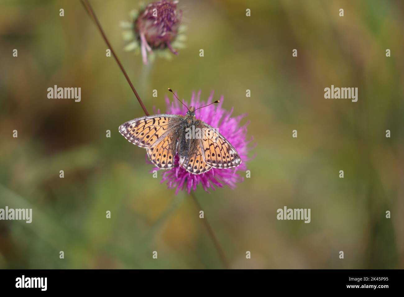 bog fritillary butterfly older creature pollinating a thistle Stock ...
