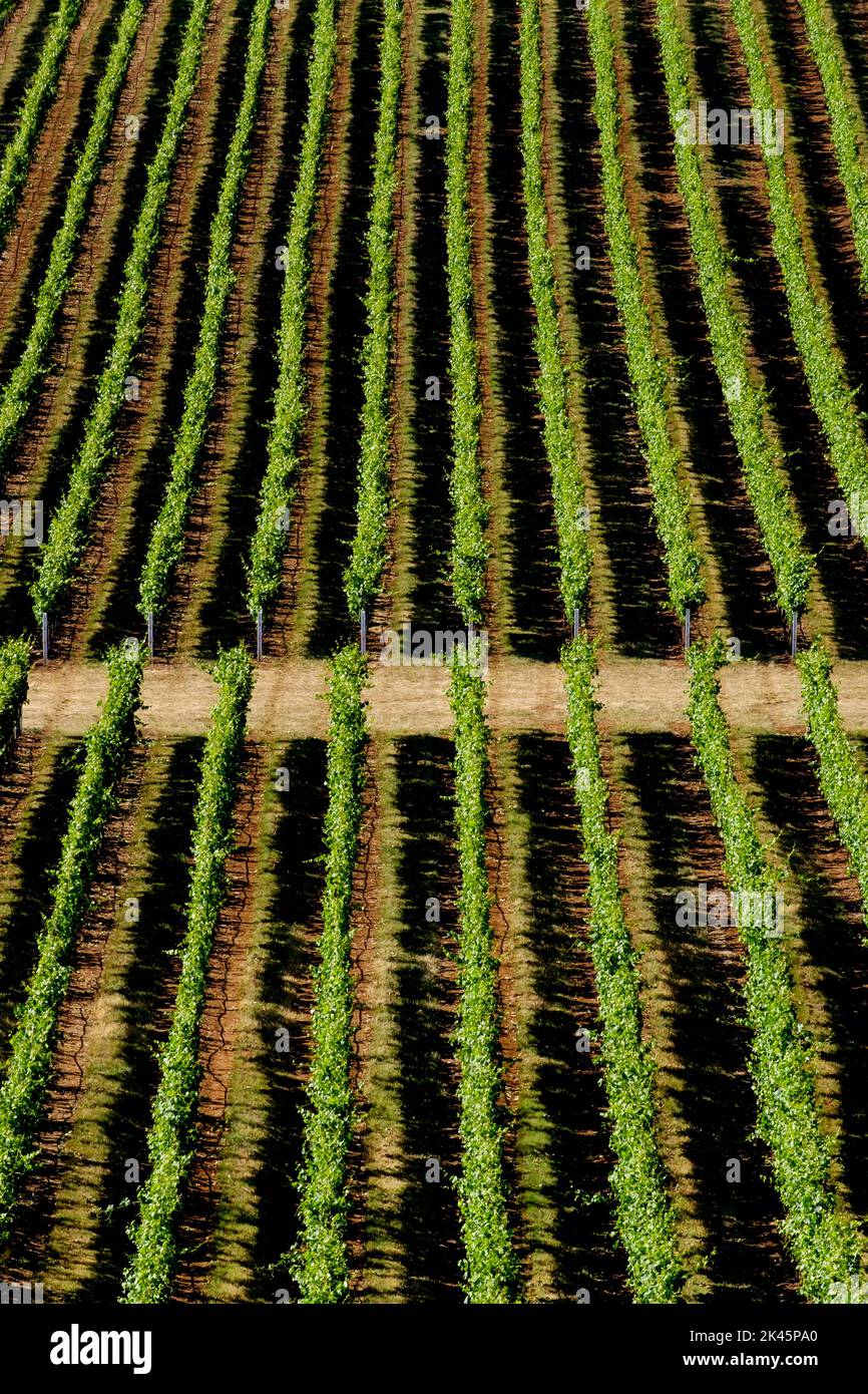 Overhead view of a crop growing, viewed from the air, rows of vines ...