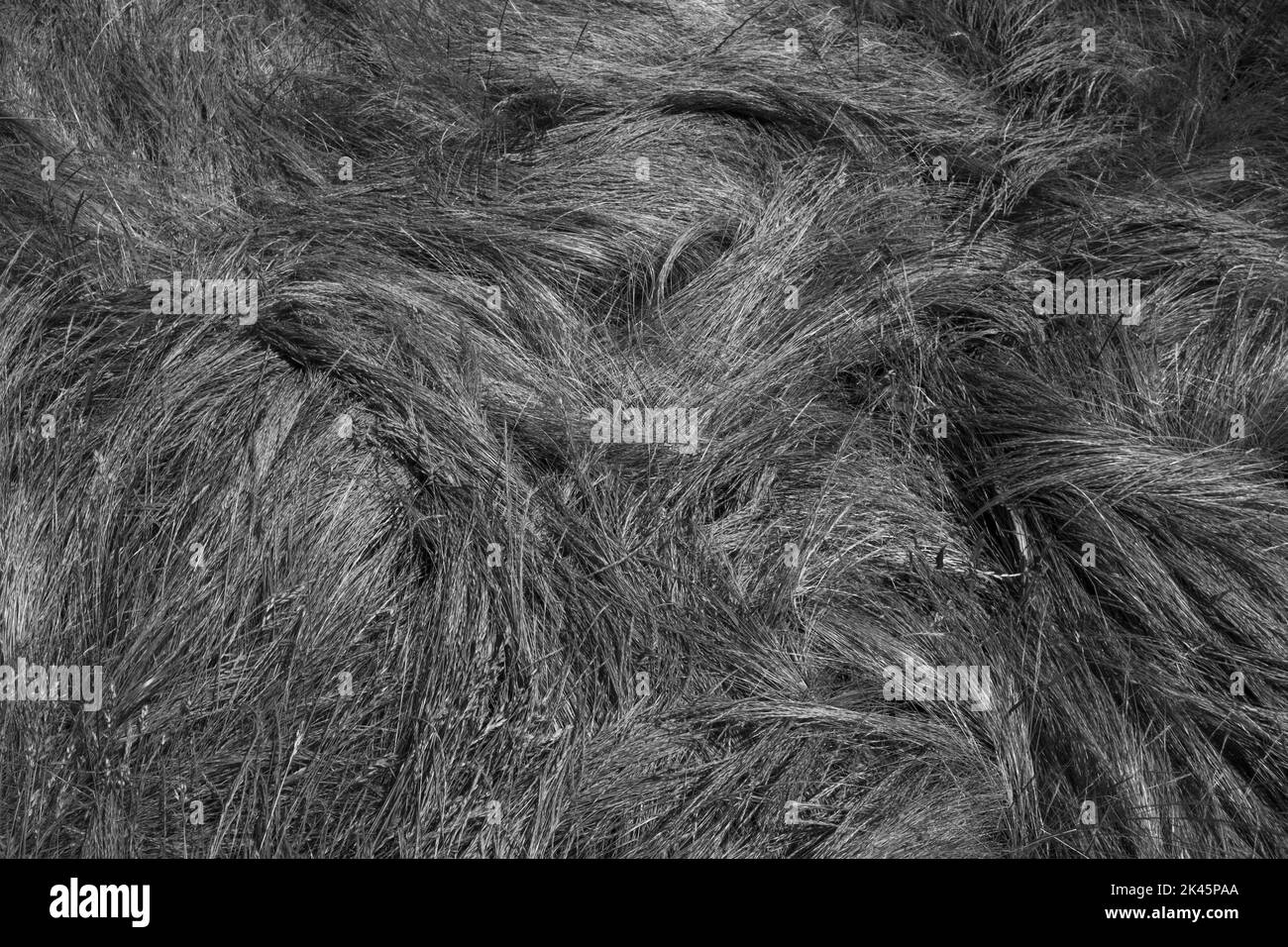 Field of windswept, wild grasses in summer, close up of long grass ...