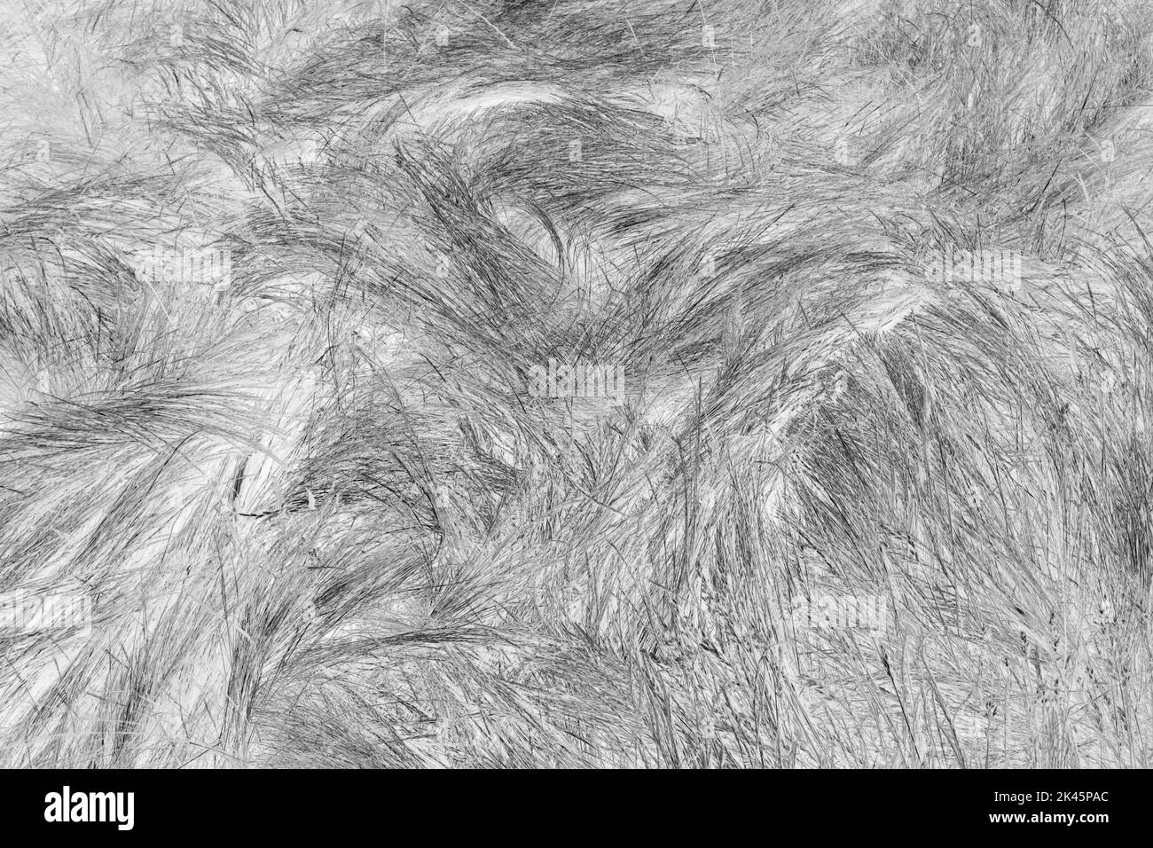 Tall grasses background Black and White Stock Photos & Images - Alamy