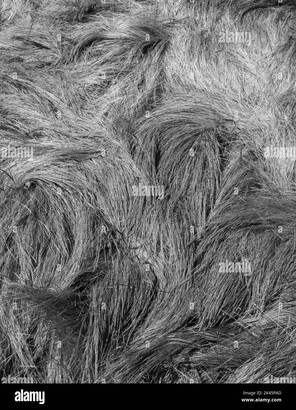 Tall grasses background Black and White Stock Photos & Images - Alamy