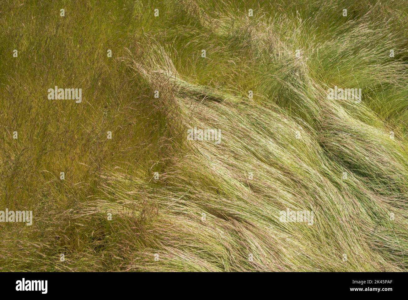 Field windswept wild grasses hi-res stock photography and images - Alamy
