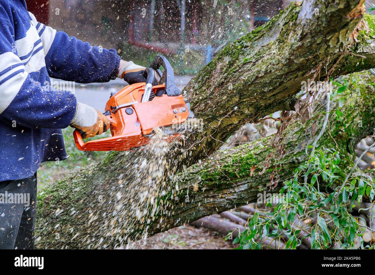 As a result of a hurricane storm, a worker with a chainsaw saws down ...