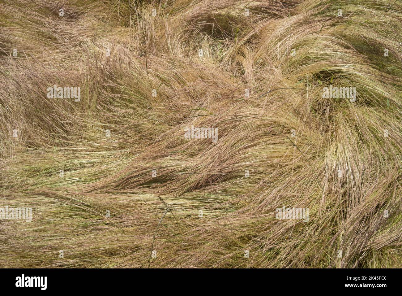 Field windswept wild grasses hi-res stock photography and images - Alamy