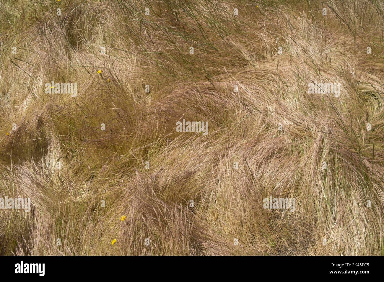 Field of windswept, wild grasses in summer, close up of long grass ...