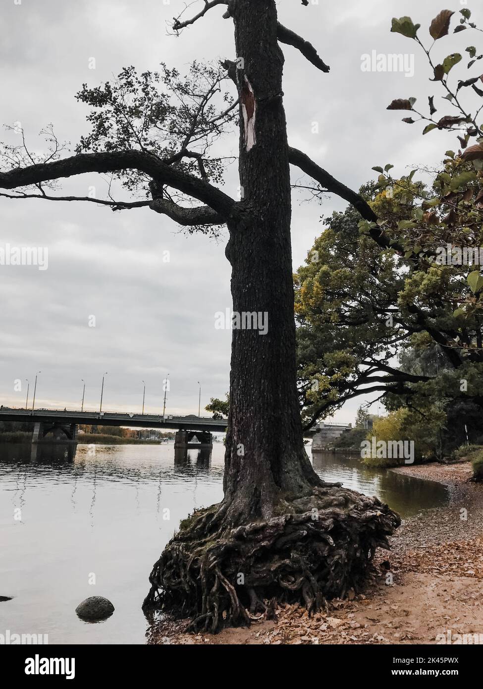 Withered tree root texture hi-res stock photography and images - Alamy