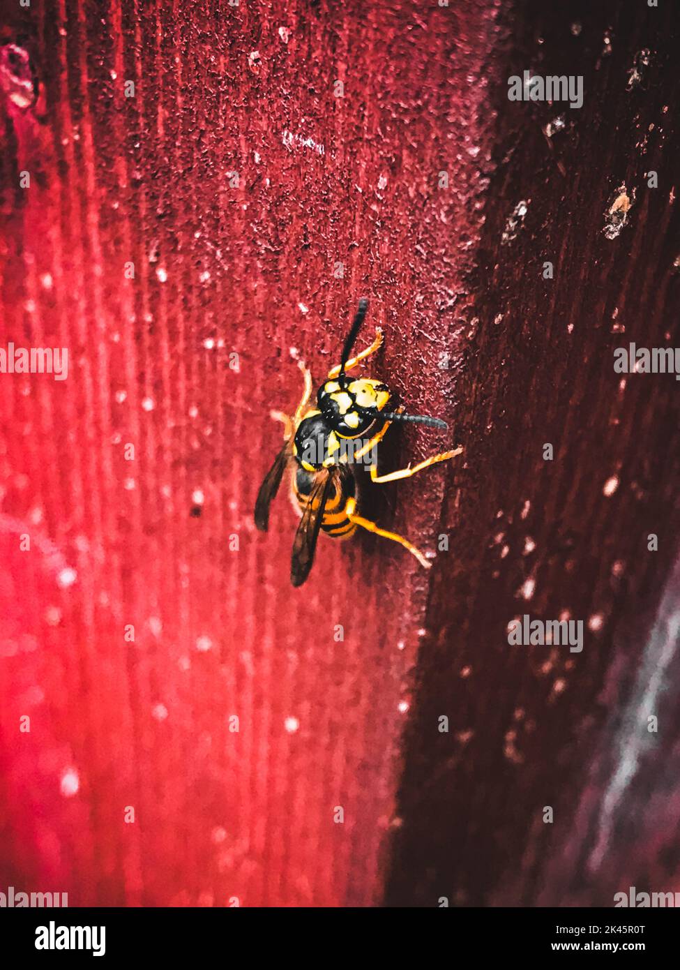 bee crawling flying on wood macro shooting sleepy cold Stock Photo - Alamy