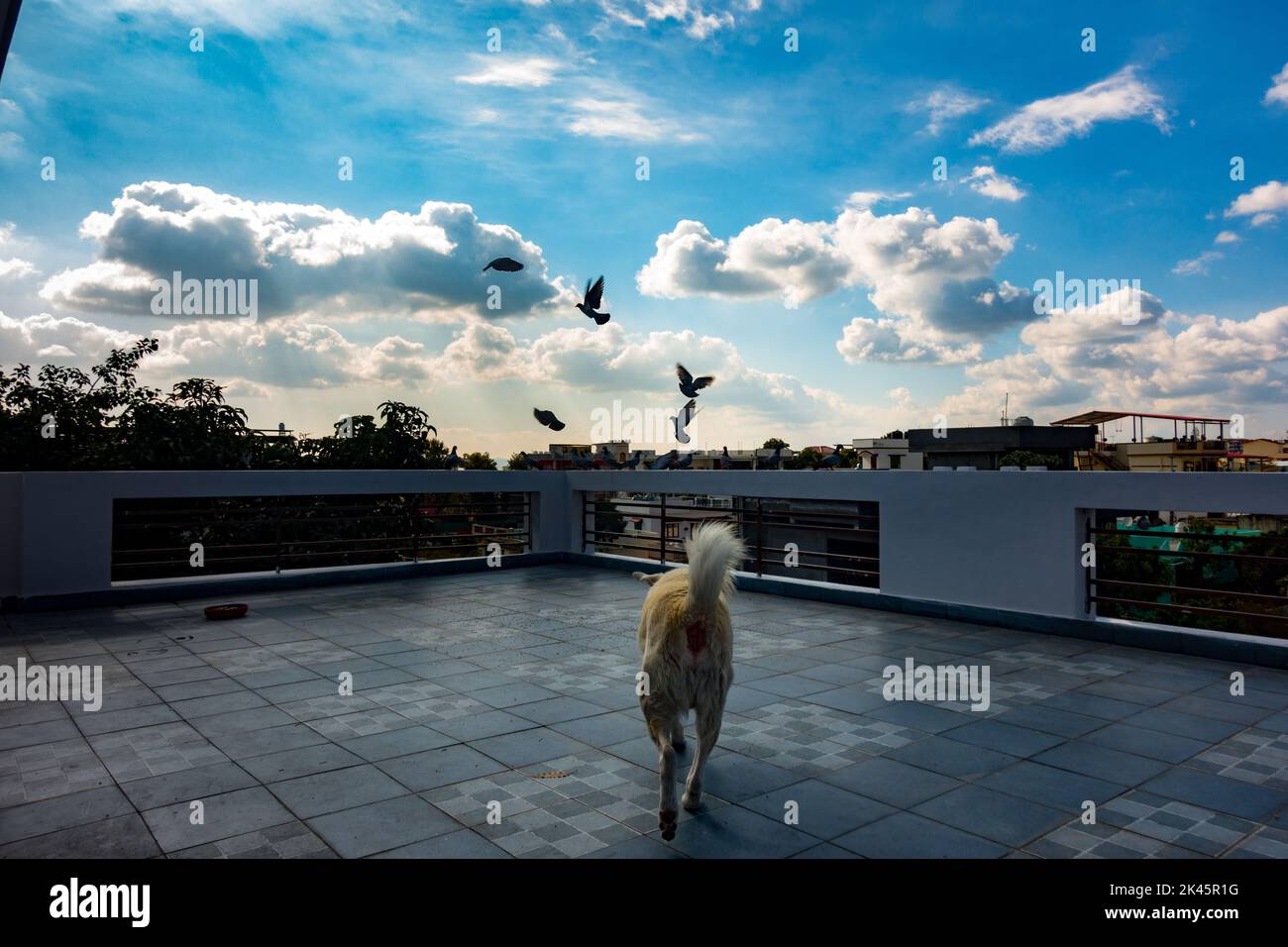White domestic himalayan shepherd dog running after a flock of pigeon ...