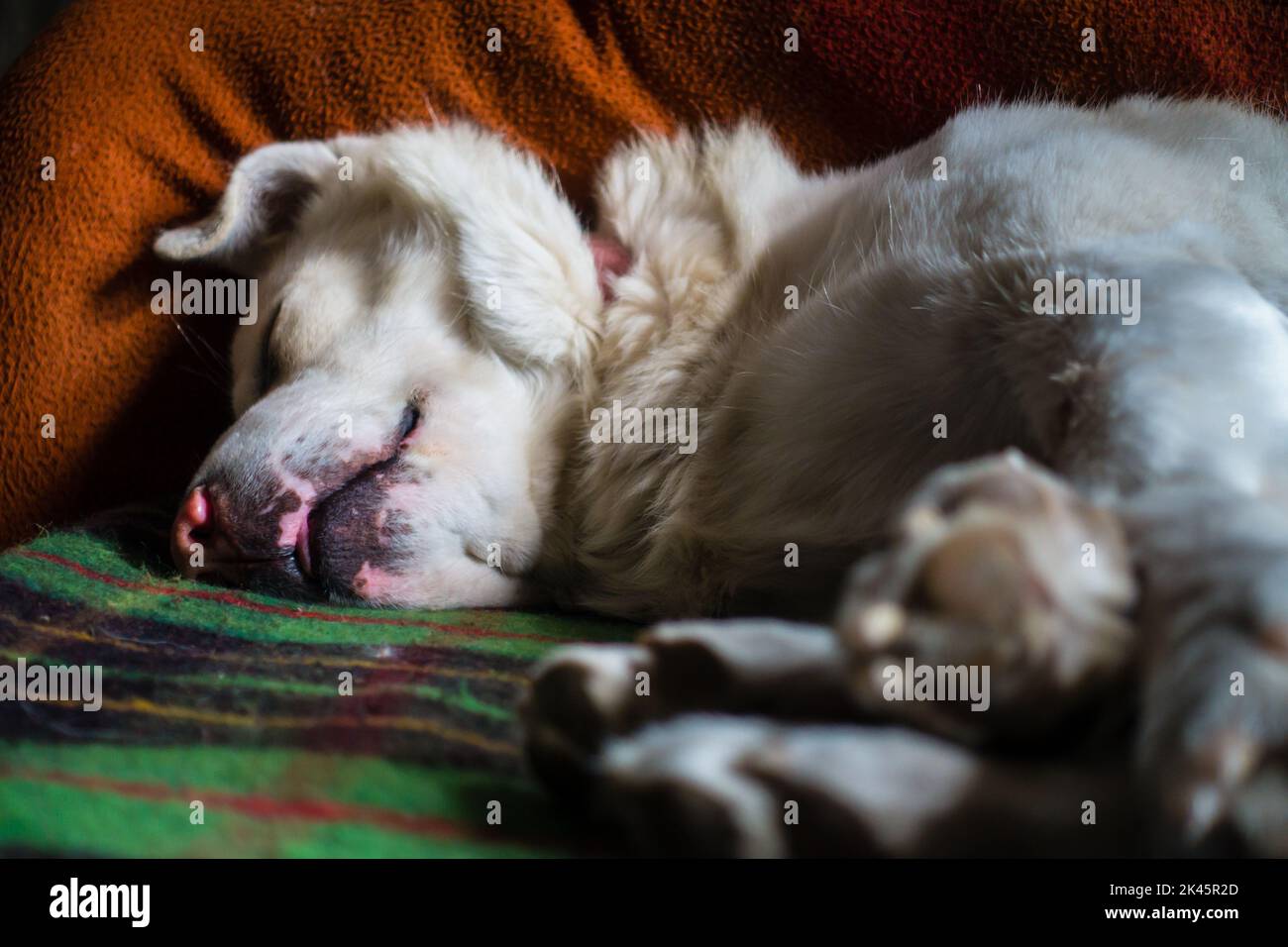 A close up shot of white himalayan shepherd dog sleeping on a bed in an ...