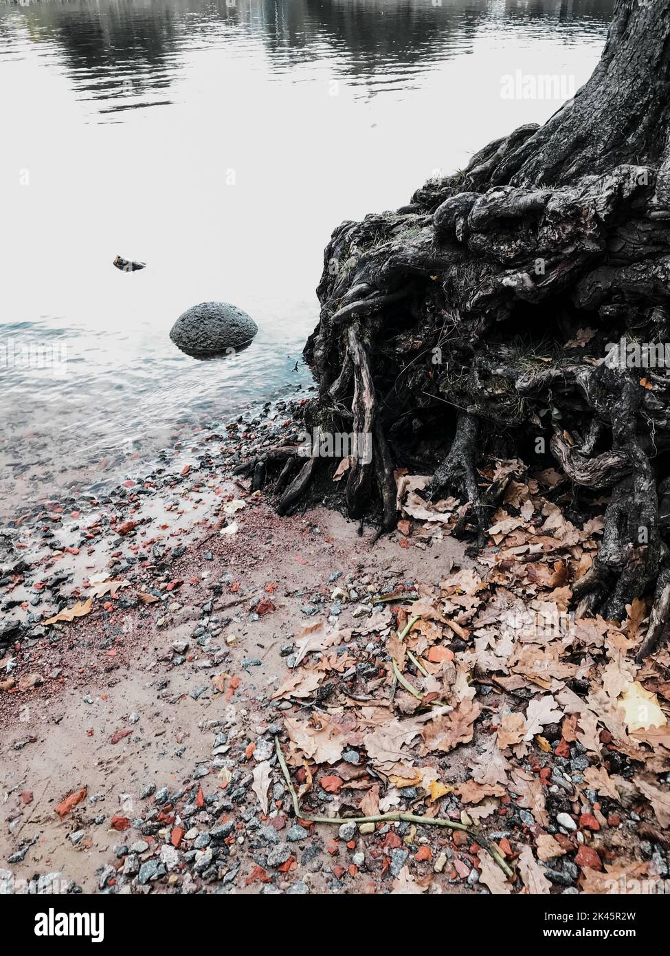 Withered tree root texture hi-res stock photography and images - Alamy