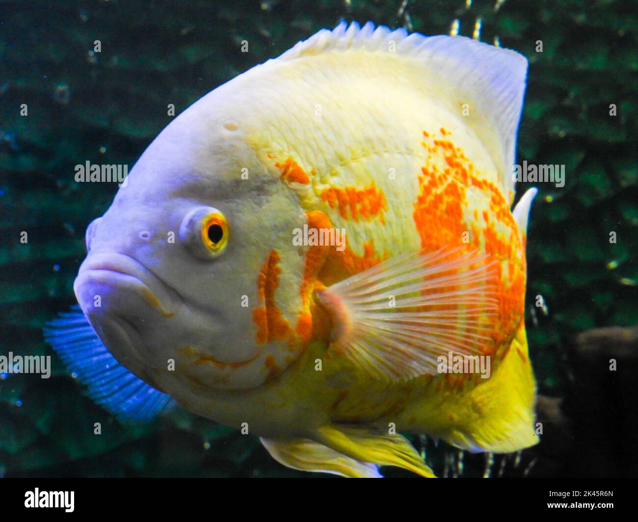 August 18th 2018, dehradun City Uttarakhand India. Oscar fish ...