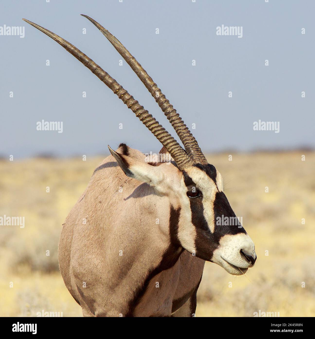 Long horn oryx hi-res stock photography and images - Alamy