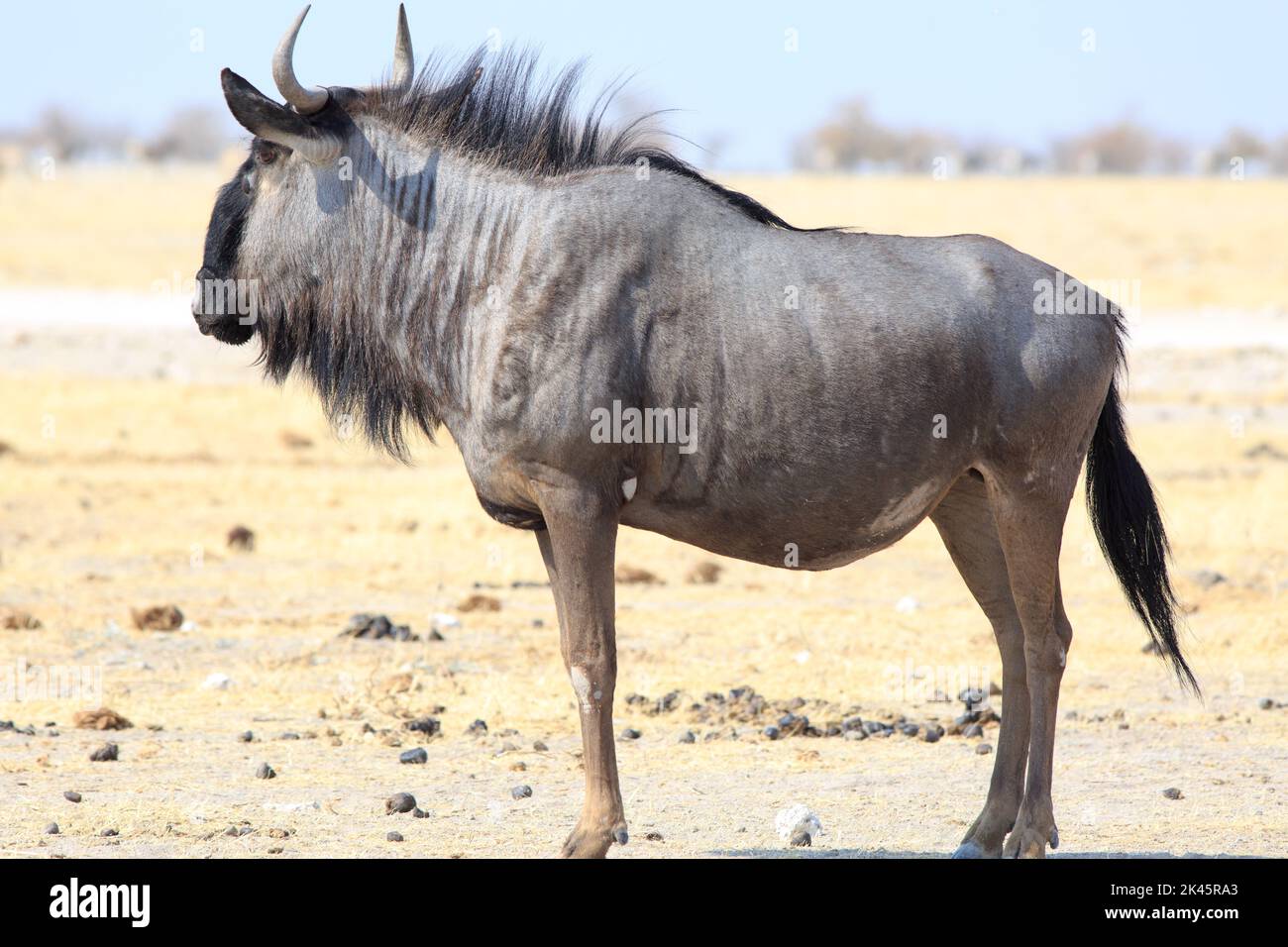 Side Profile of an isolated Blue Wildebeest standing against a natural ...